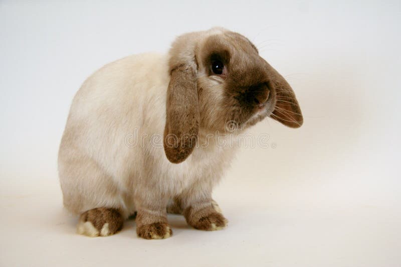 White Rabbit with Dark Ears on a White Background Stock Image - Image ...