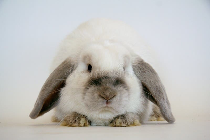 White Rabbit with Dark Ears on a White Background Stock Photo - Image ...