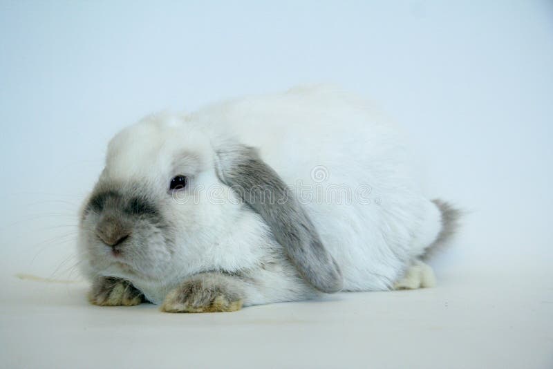 White Rabbit with Dark Ears on a White Background Stock Image - Image ...