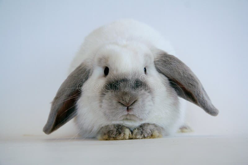 White Rabbit with Dark Ears on a White Background Stock Photo - Image ...