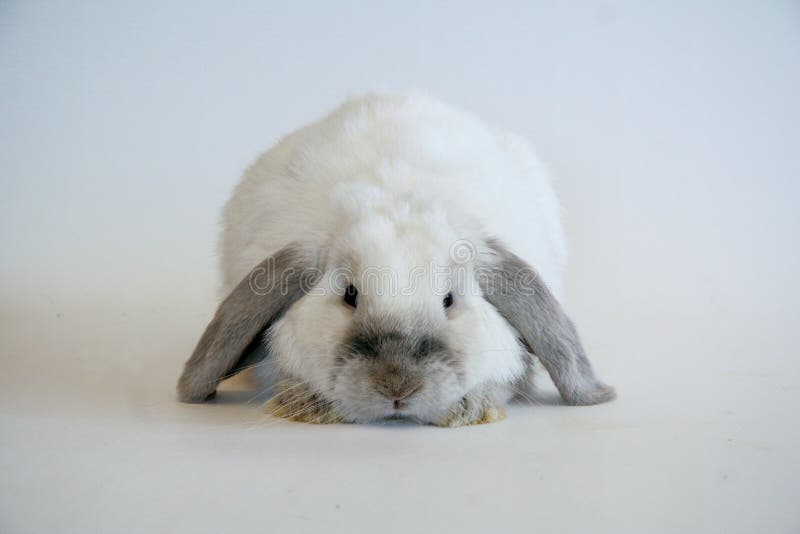 White Rabbit with Dark Ears on a White Background Stock Image - Image ...