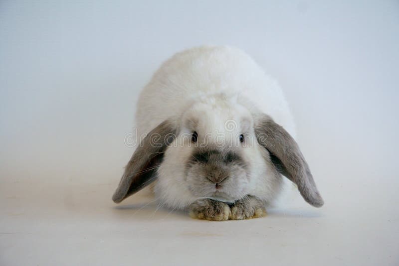 White Rabbit with Dark Ears on a White Background Stock Image - Image ...