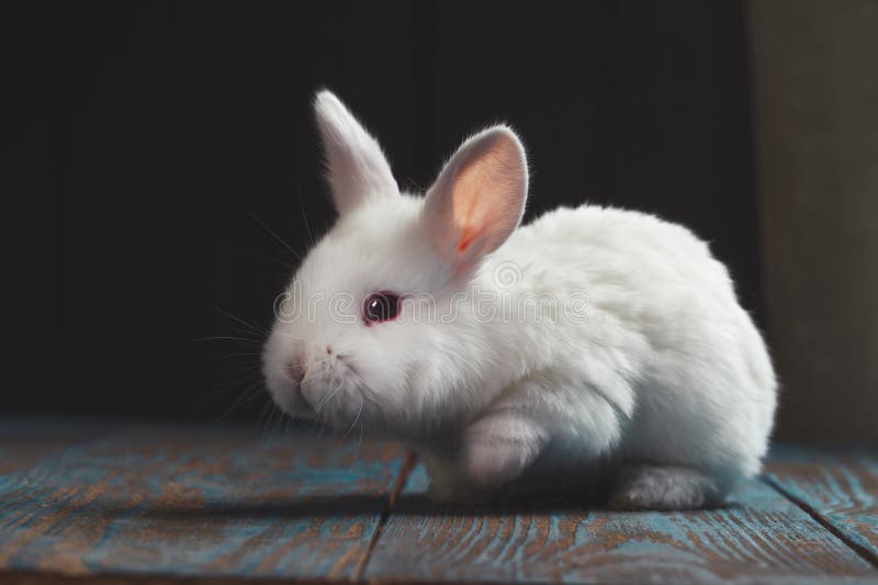 White Rabbit in a Dark Room Stock Image - Image of easter, wildlife ...