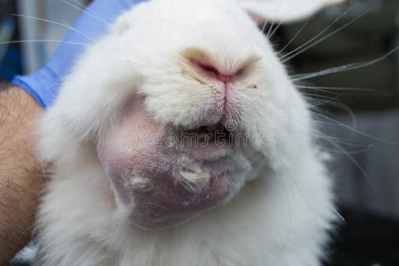 White Rabbit with Dental Abscess Stock Image - Image of abscess, dental ...