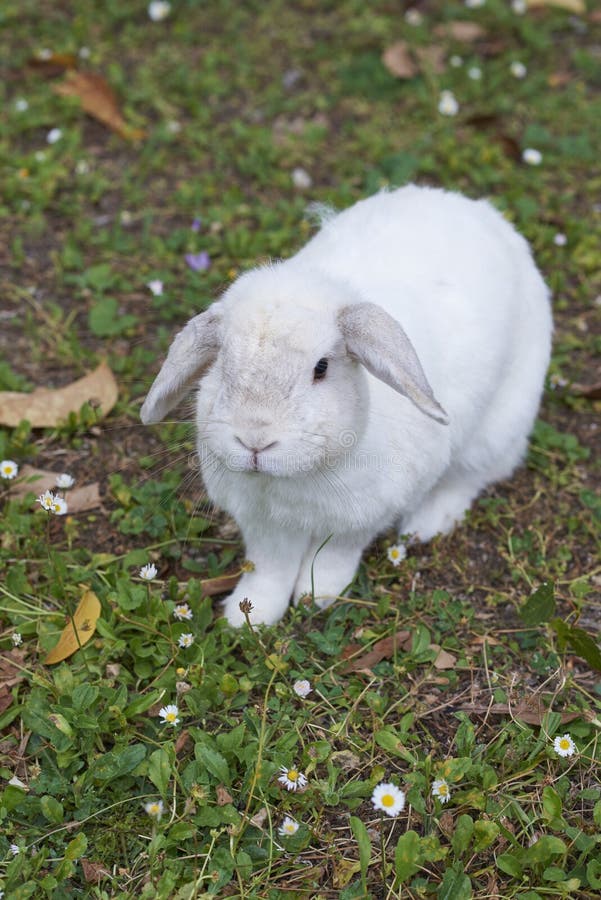 White rabbit stock photo. Image of rabbit, white, bunny - 61942444
