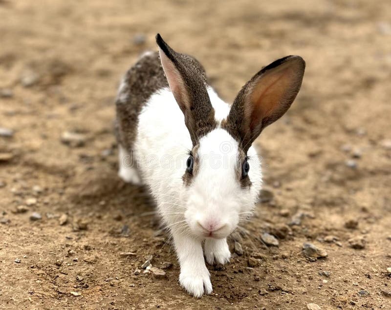A White Rabbit in the Dirt on the Ground Looking Forward Stock Photo ...