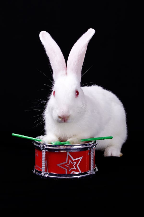 White Rabbit with a drum stock photo. Image of tail, legs - 15777084