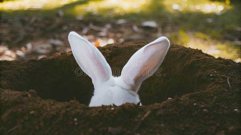 White Rabbit Ears Emerging from a Burrow in a Natural Outdoor Setting ...