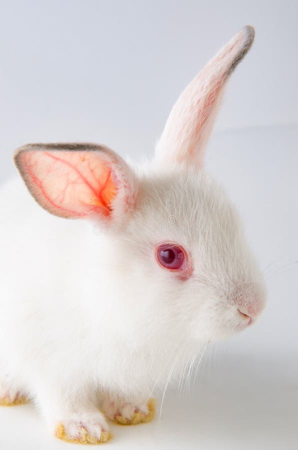 The White Rabbit in Easter Animal Concept Stock Image - Image of ...