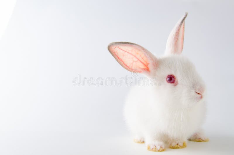 The White Rabbit in Easter Animal Concept Stock Image - Image of easter ...