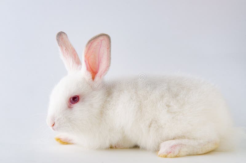 The White Rabbit in Easter Animal Concept Stock Image - Image of rabbit ...