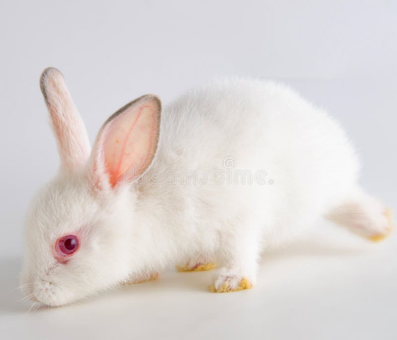 White Rabbit in Easter Animal Concept Stock Image - Image of color ...
