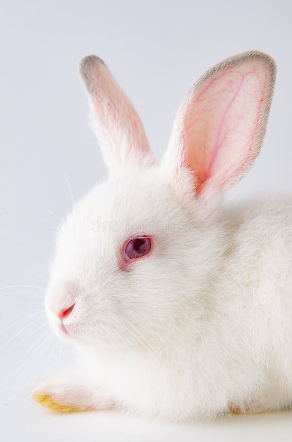 The White Rabbit in Easter Animal Concept Stock Image - Image of animal ...