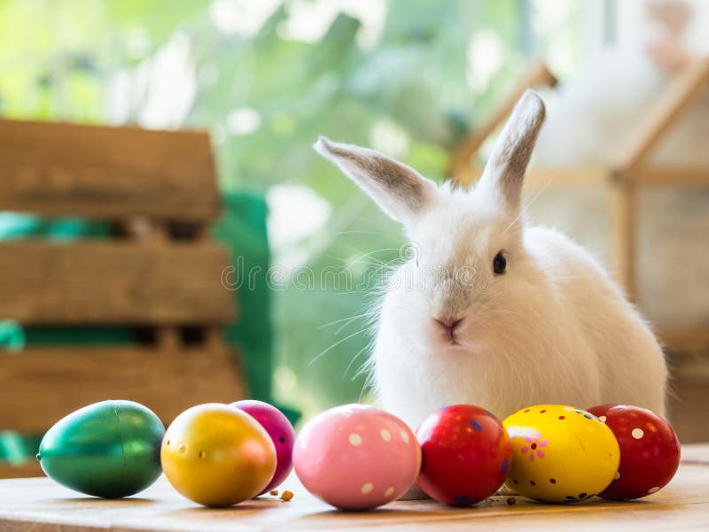 White Rabbit with Easter Egg Illustrate Easter Festival Stock Image ...