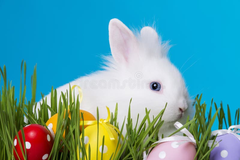 White Rabbit and Easter Eggs Stock Photo - Image of ears, grass: 29570318