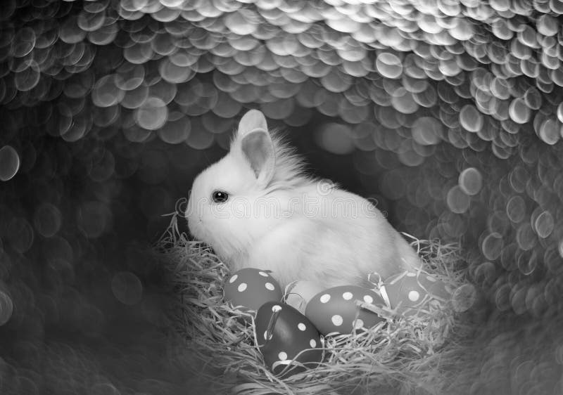 Cute White Rabbit and Easter Eggs Stock Photo - Image of blur, adorable ...