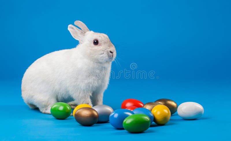 White Rabbit with Easter Eggs Isolated Stock Photo - Image of cute ...