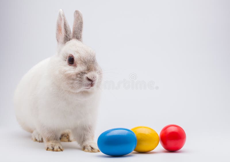 White Rabbit with Easter Eggs Isolated. Studio Holiday Background Stock ...