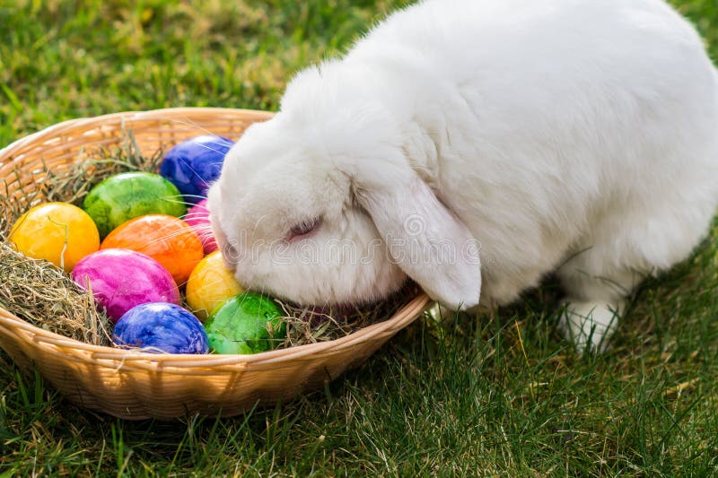 White Rabbit with Easter Eggs Stock Photo - Image of nature, green ...