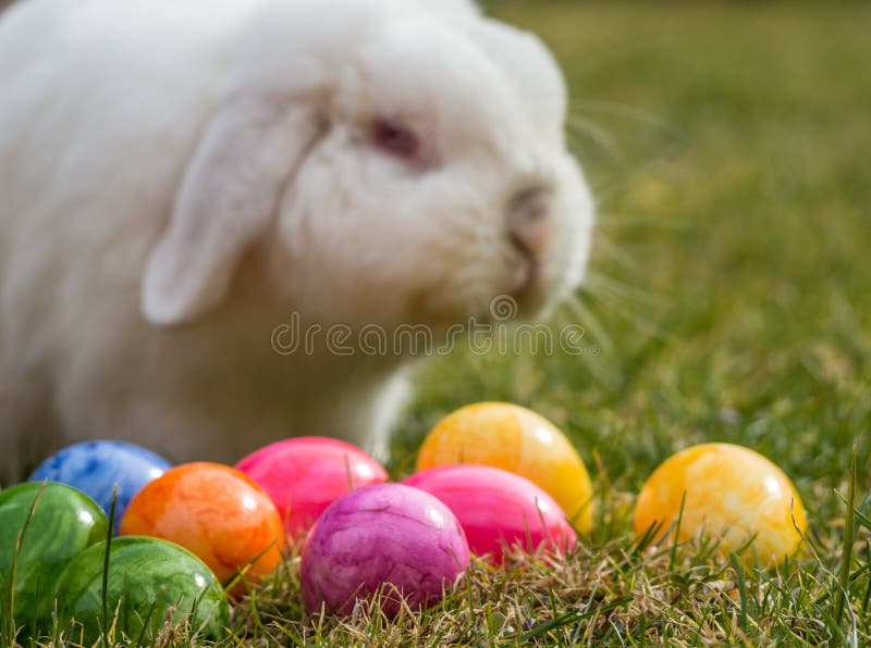 White Rabbit with Easter Eggs Stock Image - Image of white, frohe ...