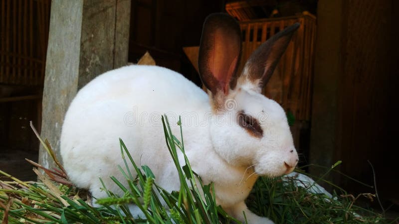 White rabbit eat grass stock photo. Image of nose, grass - 186834560