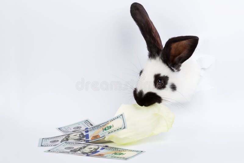 Rabbit with money stock photo. Image of event, cottontail - 17595080