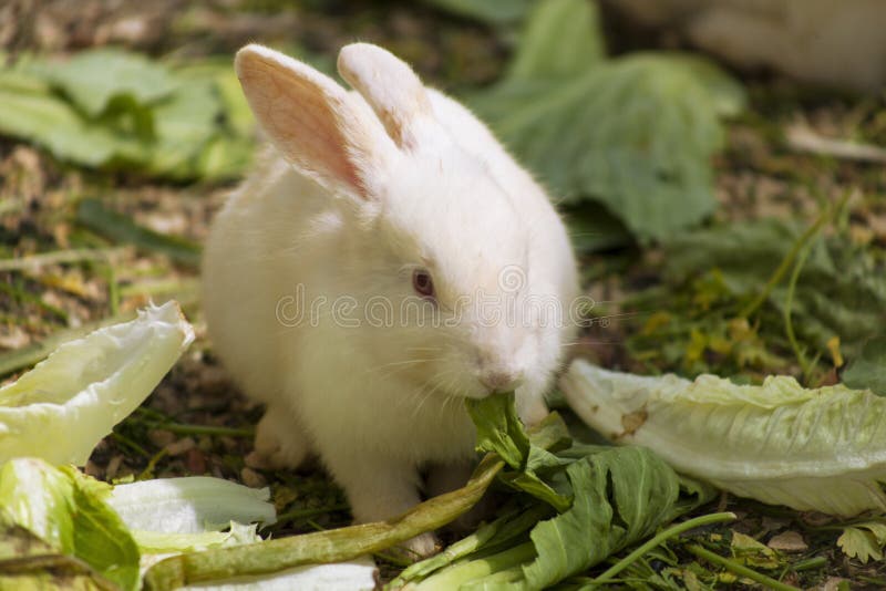 White Rabbit Eating Cabbage Stock Photo - Image of domestic, sylvilagus ...