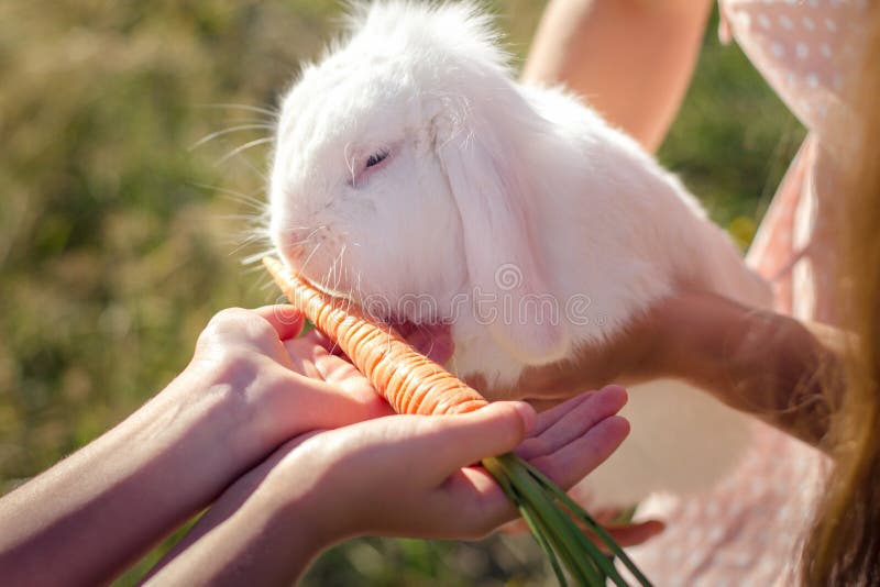 1,299 White Rabbit Eating Carrot Stock Photos - Free & Royalty-Free ...