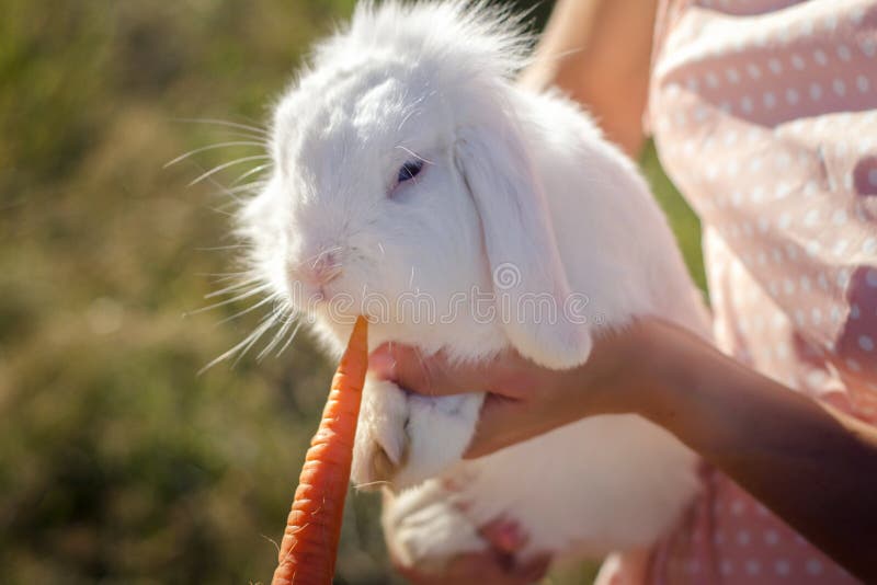 1,299 White Rabbit Eating Carrot Stock Photos - Free & Royalty-Free ...