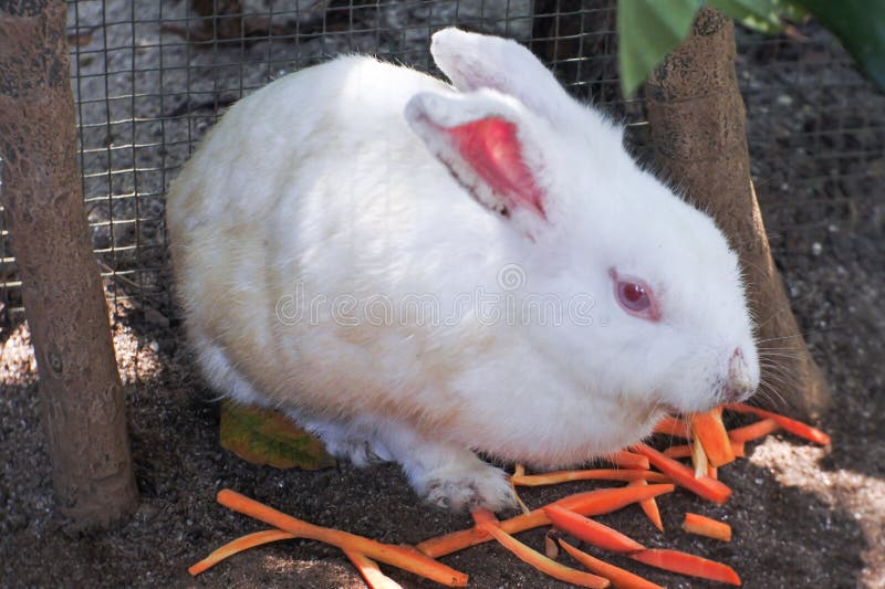 White Rabbit is Eating Carrots. Stock Image - Image of charming, march ...
