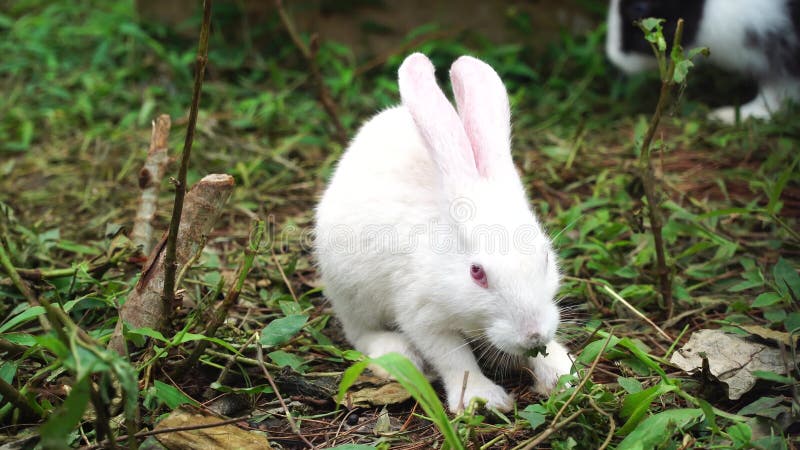White Rabbit is Eating and Chewing Green Leaves of Plants Stock Footage ...