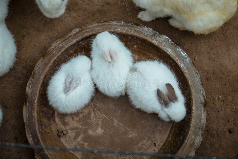 White rabbit eating food stock image. Image of fluffy - 144633877