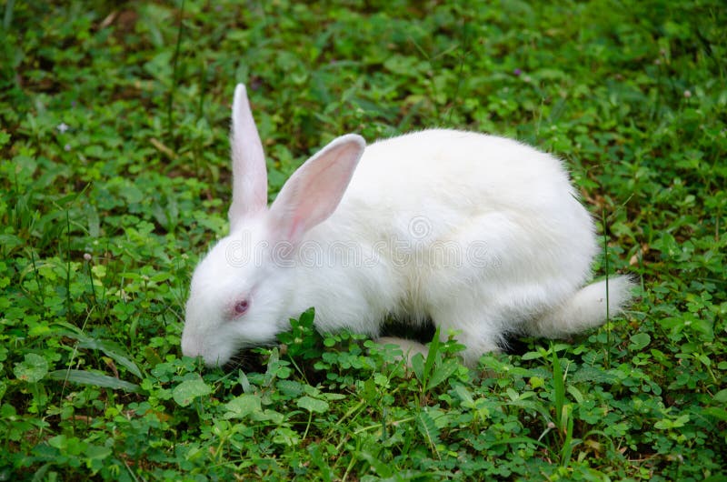 White Rabbit stock image. Image of animal, wildlife - 330229931
