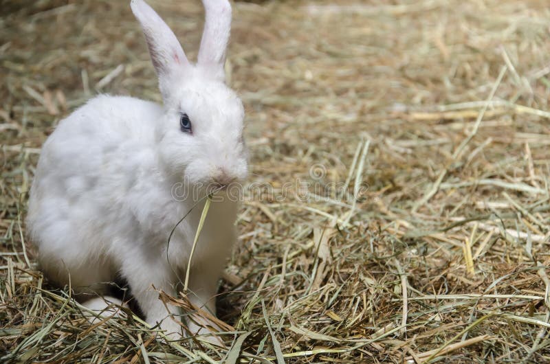 White Rabbit Eating Grass on the Grass Farm Rabbit, Easter Bunny Stock ...