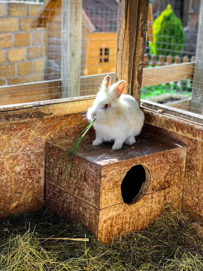 7,550 Rabbit Eating Grass Stock Photos - Free & Royalty-Free Stock ...