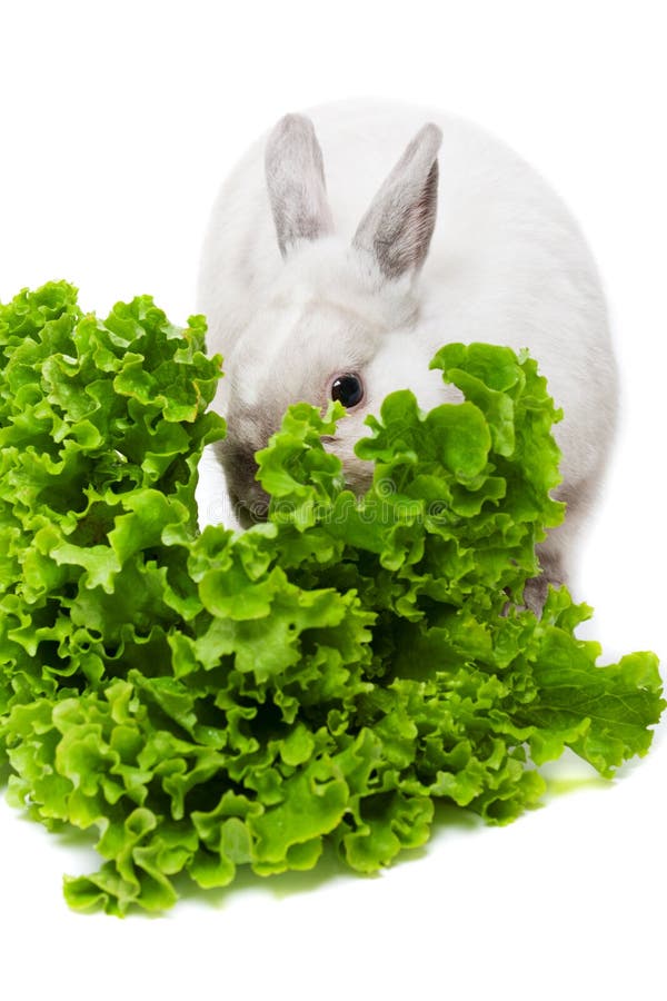 White Rabbit Eating Green Salad Stock Photo - Image of rabbit, healthy ...