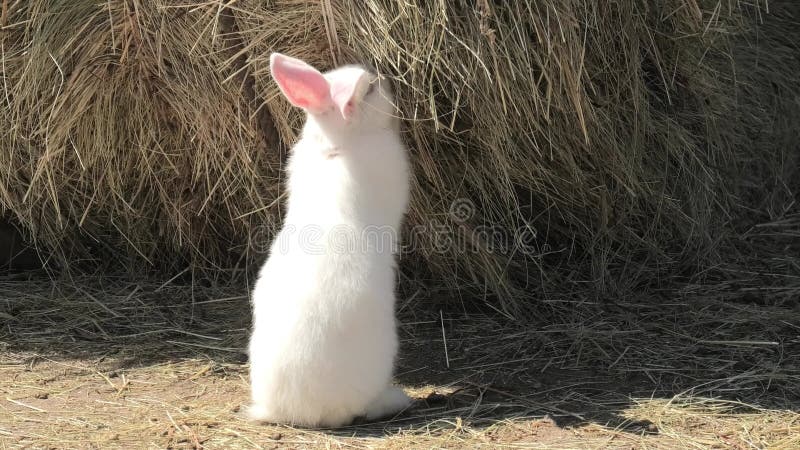 White rabbit eating hay stock footage. Video of brood - 318837378