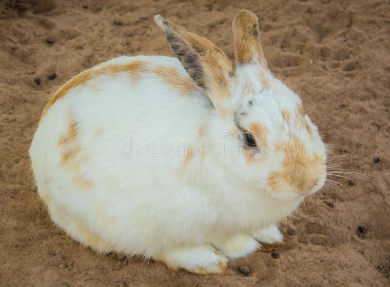 White Rabbit Eating in Stable in Zoo Stock Image - Image of white ...