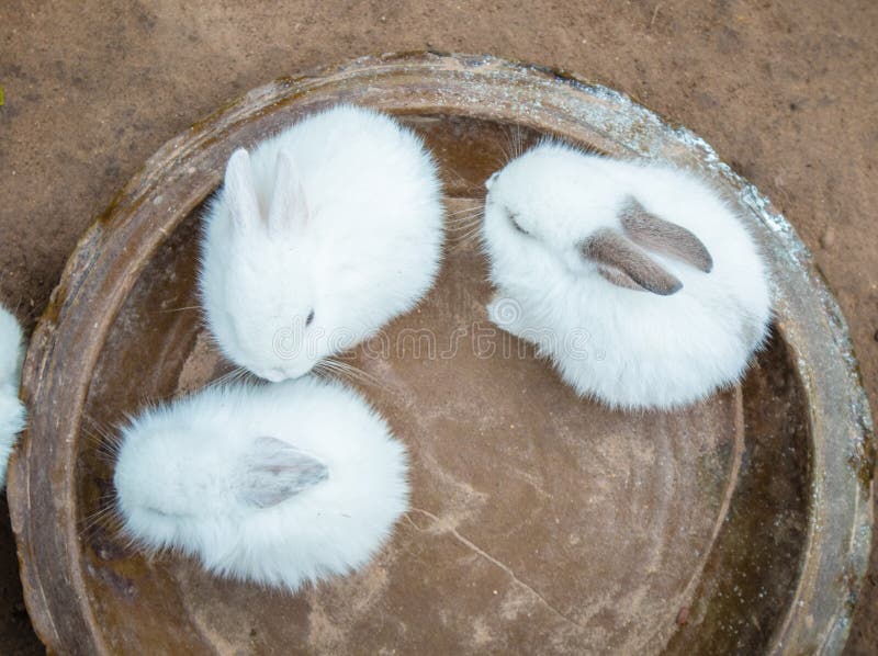 White Rabbit Eating in Stable in Zoo Stock Image - Image of little ...