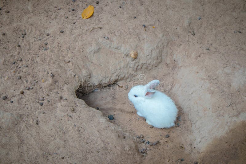White Rabbit Eating in Stable in Zoo Stock Photo - Image of crowd ...