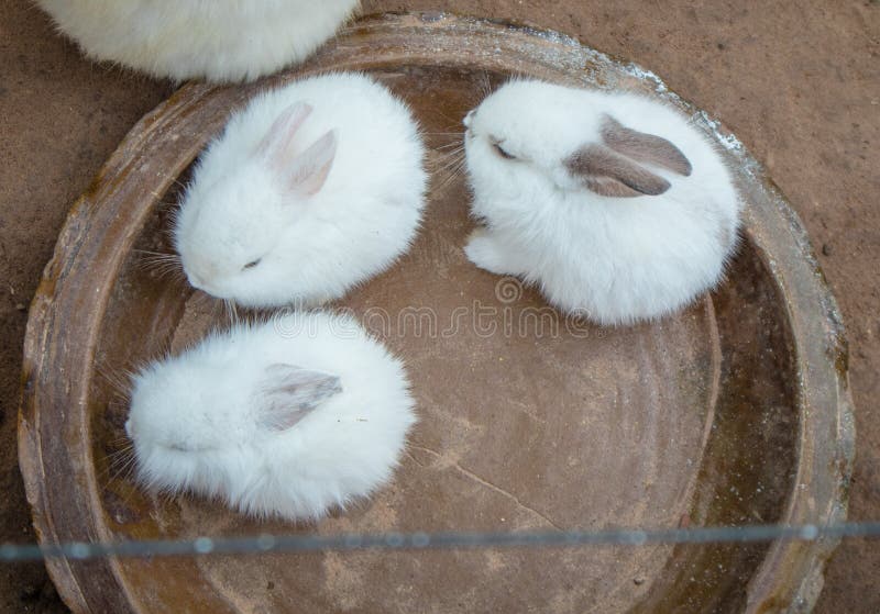 White Rabbit Eating in Stable in Zoo Stock Image - Image of farming ...