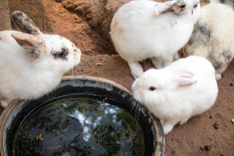 White Rabbit Eating in Stable in Zoo Stock Image - Image of spring ...