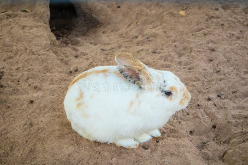 White Rabbit Eating in Stable in Zoo Stock Image - Image of animal ...