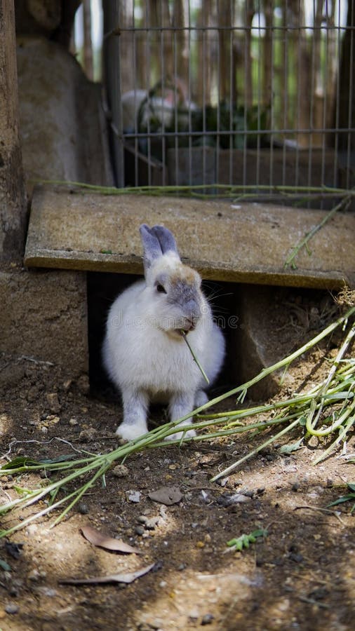 The White Rabbit is Eating a Vegetable Stock Photo - Image of vegetable ...