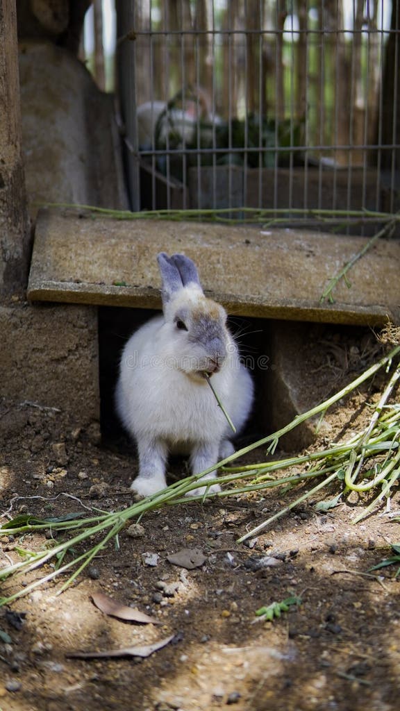 The White Rabbit is Eating a Vegetable Stock Photo - Image of vegetable ...