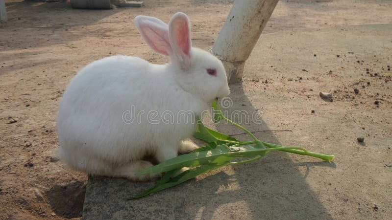 White Rabbit Eating Vegetable Stock Image - Image of vegetable, eating ...