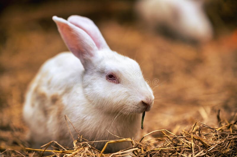 White Rabbit Eating Vegetables Stock Photo - Image of natural, mammal ...