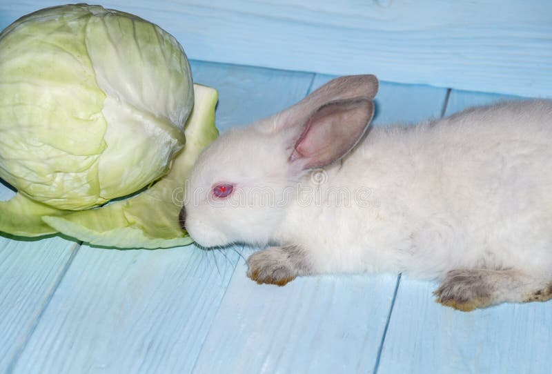 White Rabbit Eats Cabbage on Blue Boards. Pet Care Concept Stock Image ...