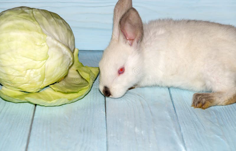 White Rabbit Eats Cabbage on Blue Boards. Pet Care Concept Stock Image ...