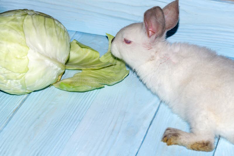 White Rabbit Eats Cabbage on Blue Boards. Pet Care Concept Stock Photo ...